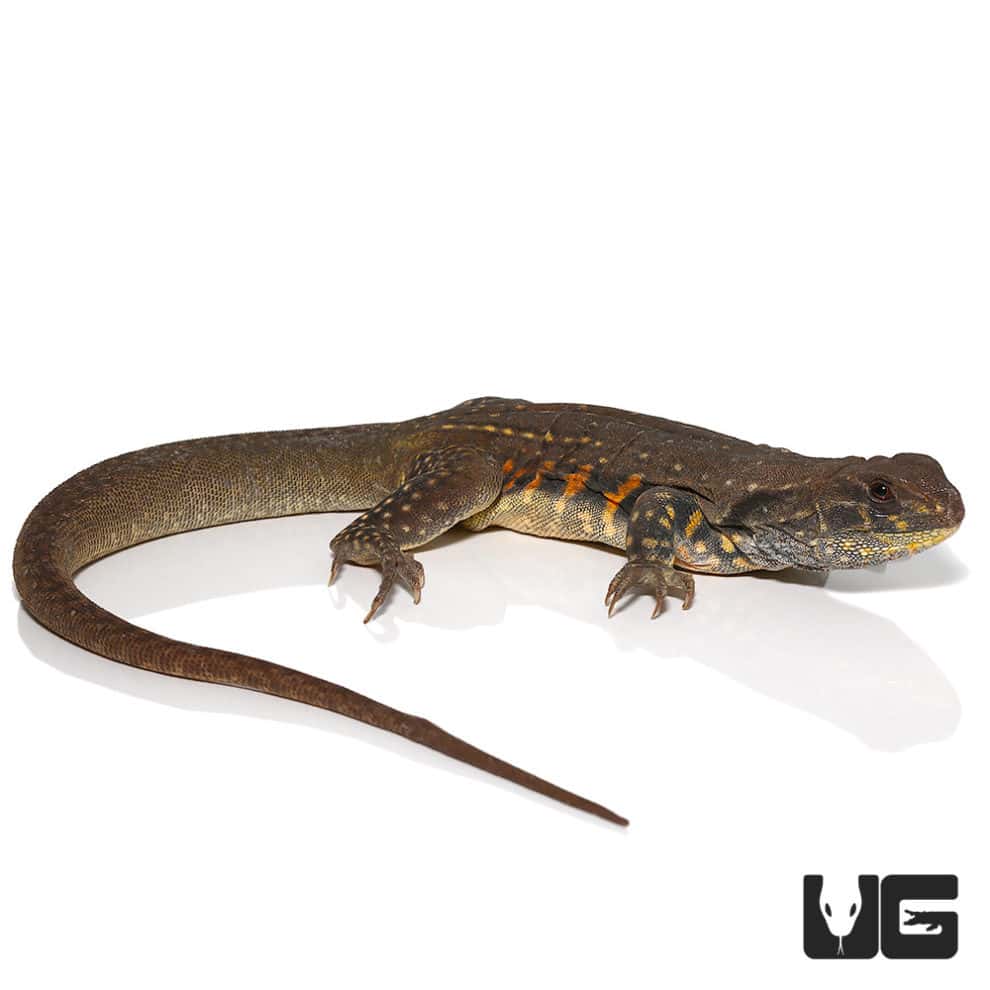 Butterfly Agamas (Leiolepis belliana) For Sale - Underground Reptiles