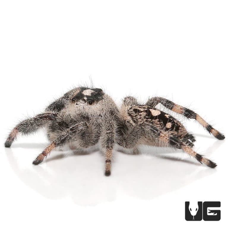 Adult Regal Jumping Spiders For Sale - Underground Reptiles
