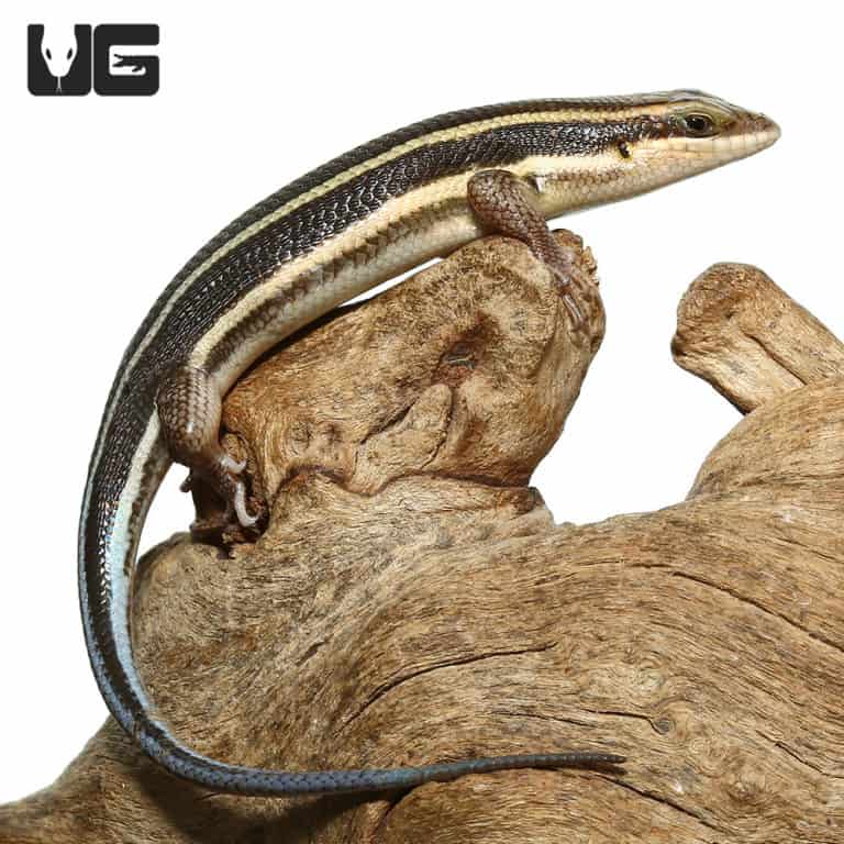 Skinks For Sale - Underground Reptiles