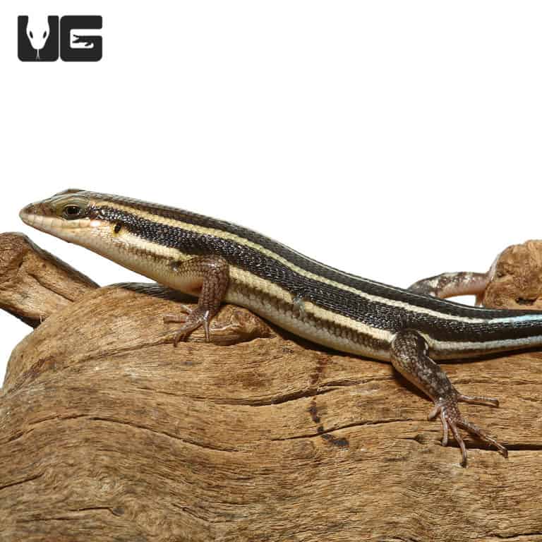 Blue Tailed Skinks For Sale - Underground Reptiles