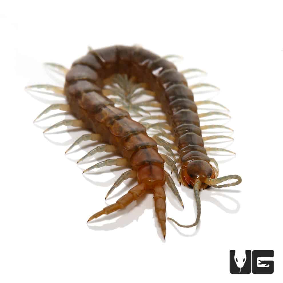 Arizona Blue Centipede For Sale - Underground Reptiles