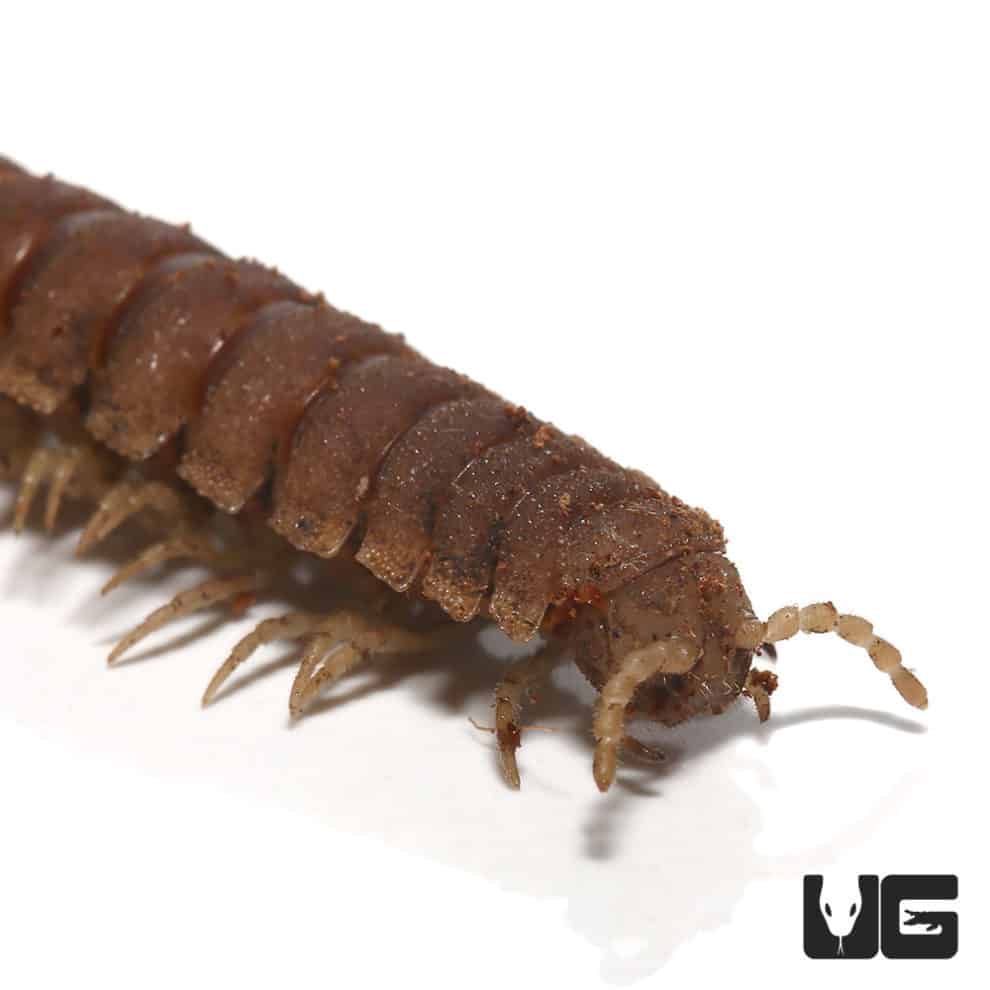 Armored Flat Millipede (Polydesmus Sp. "Thai") For Sale - Underground ...