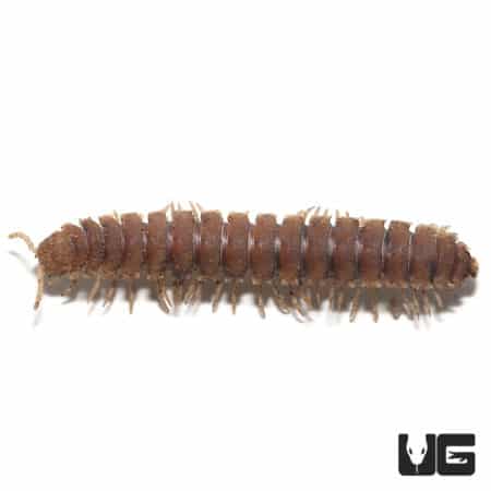 Armored Flat Millipede (Polydesmus Sp. "Thai") For Sale - Underground ...