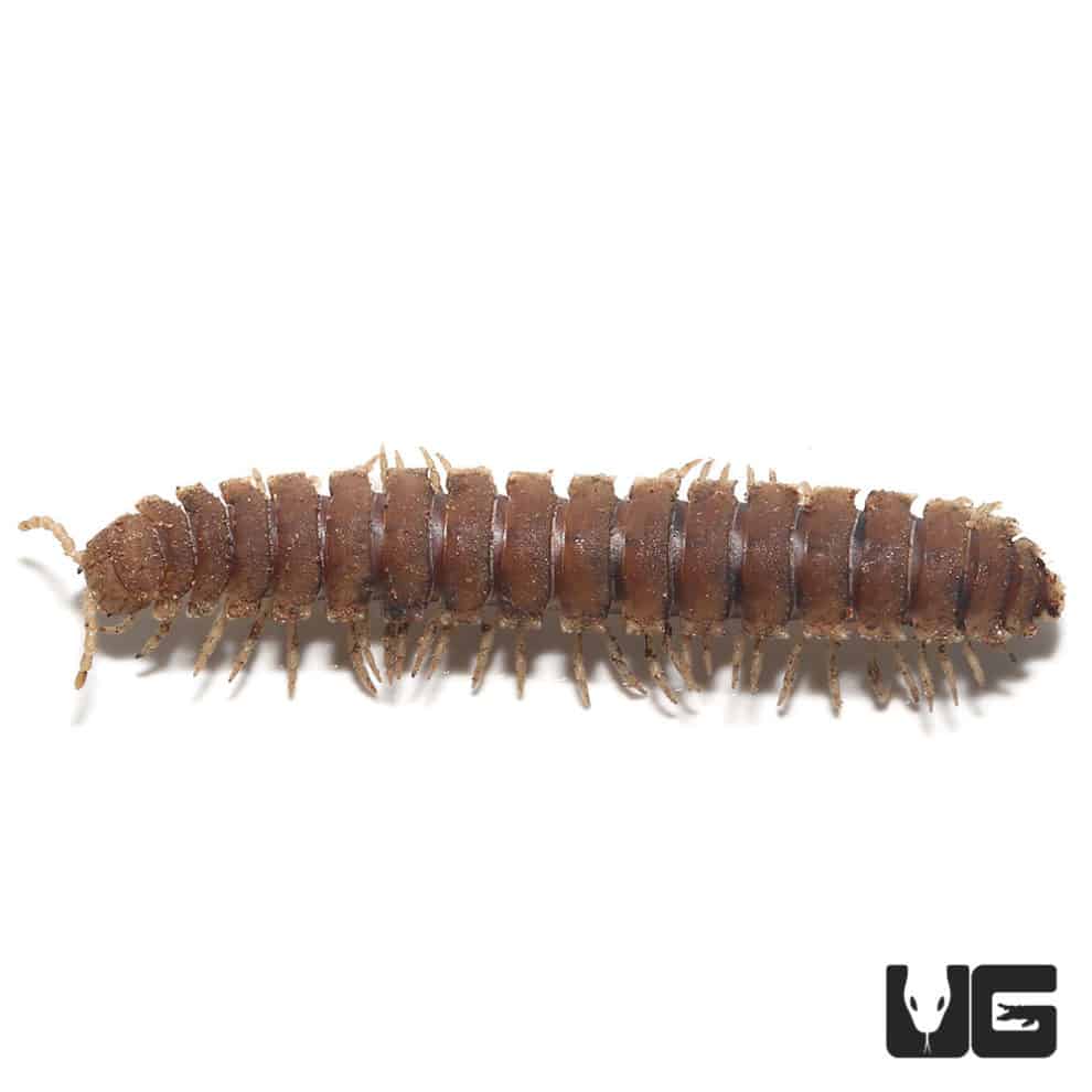 Armored Flat Millipede (Polydesmus Sp. "Thai") For Sale - Underground ...