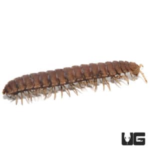 Armored Flat Millipede (Polydesmus Sp. "Thai") For Sale - Underground ...