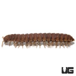 Armored Flat Millipede (Polydesmus Sp. "Thai") For Sale - Underground ...