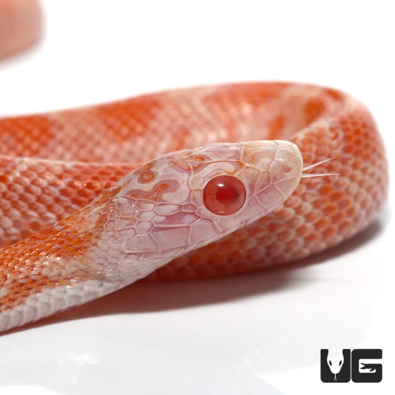 Baby Albino Cornsnakes For Sale - Underground Reptiles