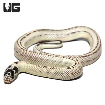 Kingsnakes For Sale - Underground Reptiles