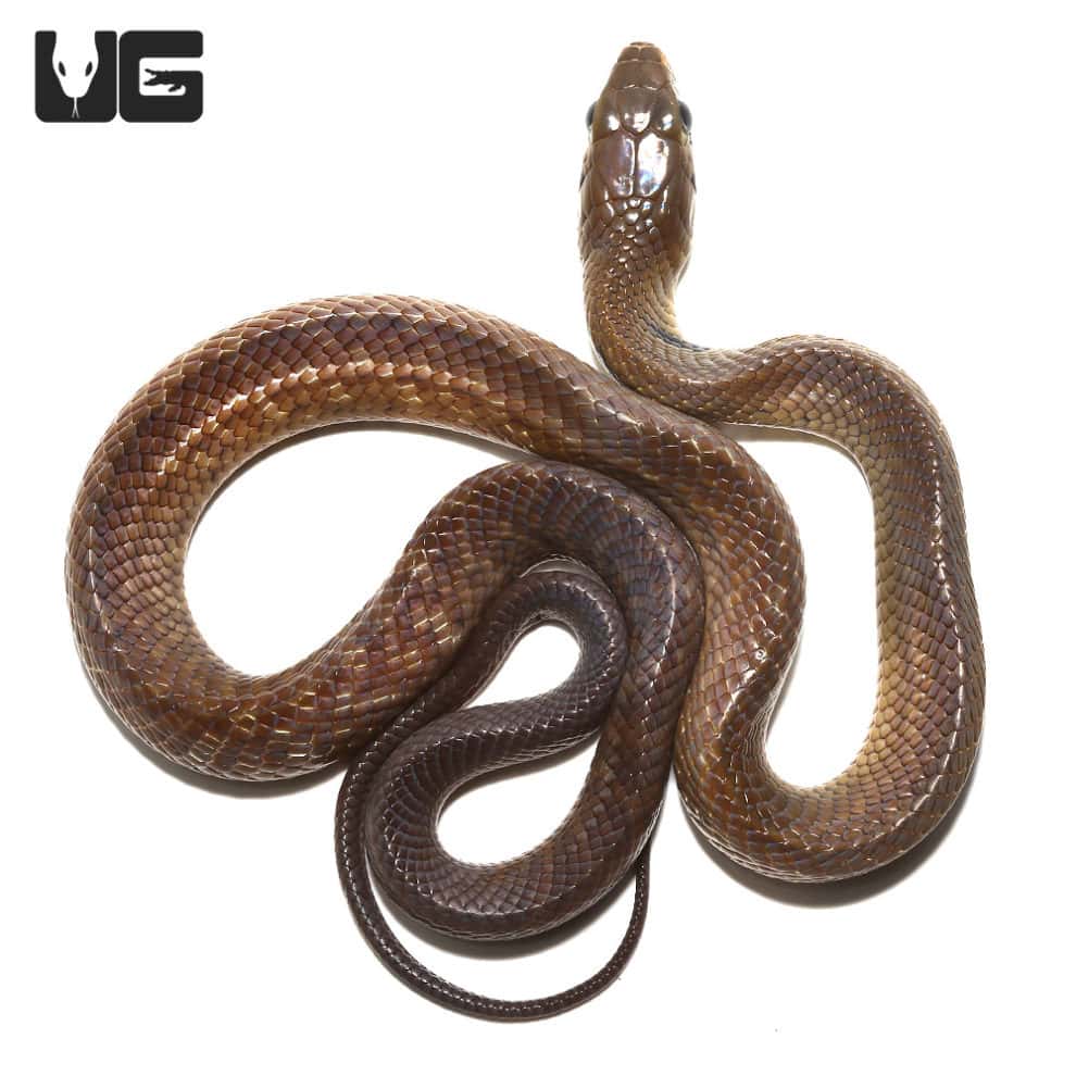 Baby Blacktail Cribo (Drymarchon melanurus melanurus) For Sale ...