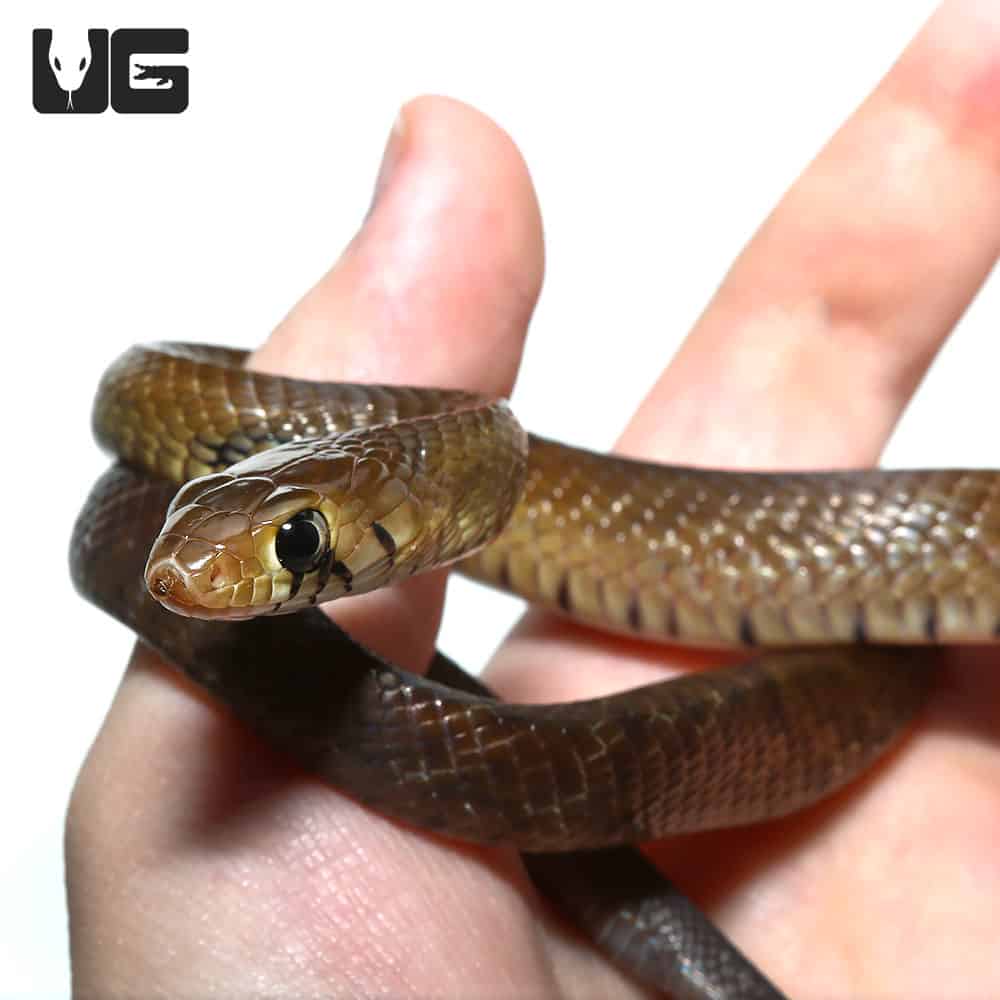 Baby Blacktail Cribo (Drymarchon melanurus melanurus) For Sale ...