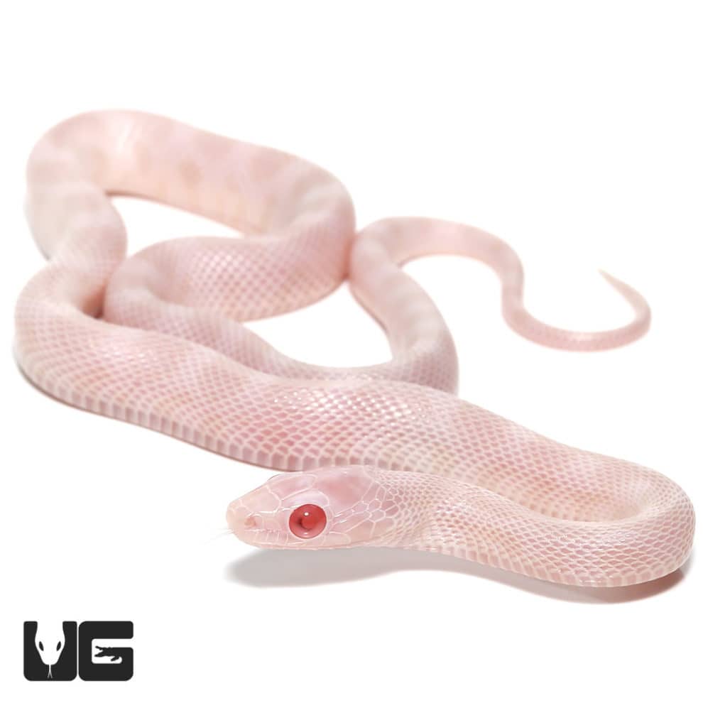 Baby Blizzard Cornsnakes (Pantherophis guttatus) For Sale - Underground ...