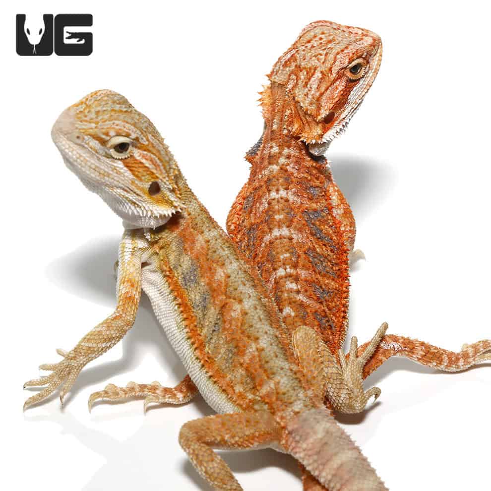 Bearded Dragons For Sale - Underground Reptiles