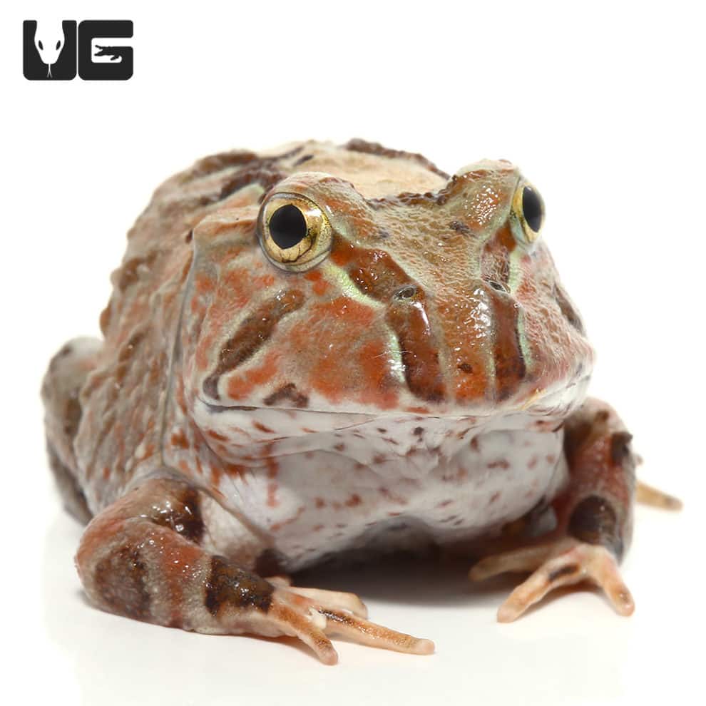 Ornate Pacman Frogs For Sale - Underground Reptiles