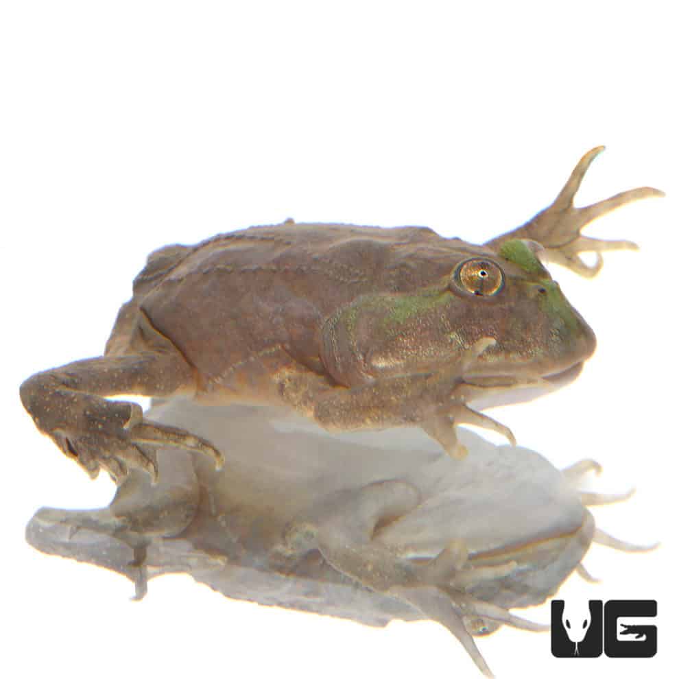 Baby Budgett’s Frog (Lepidobatrachus laevis) For Sale - Underground ...