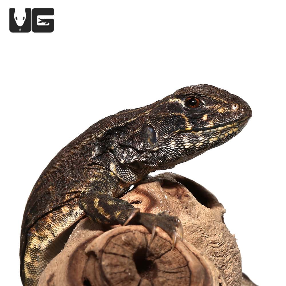 Baby Butterfly Agama (Leiolepis guttata) For Sale - Underground Reptiles