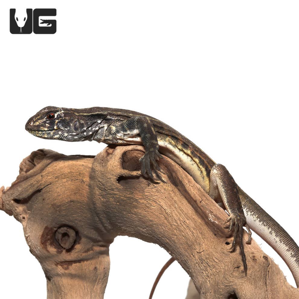 Baby Butterfly Agama (Leiolepis guttata) For Sale - Underground Reptiles