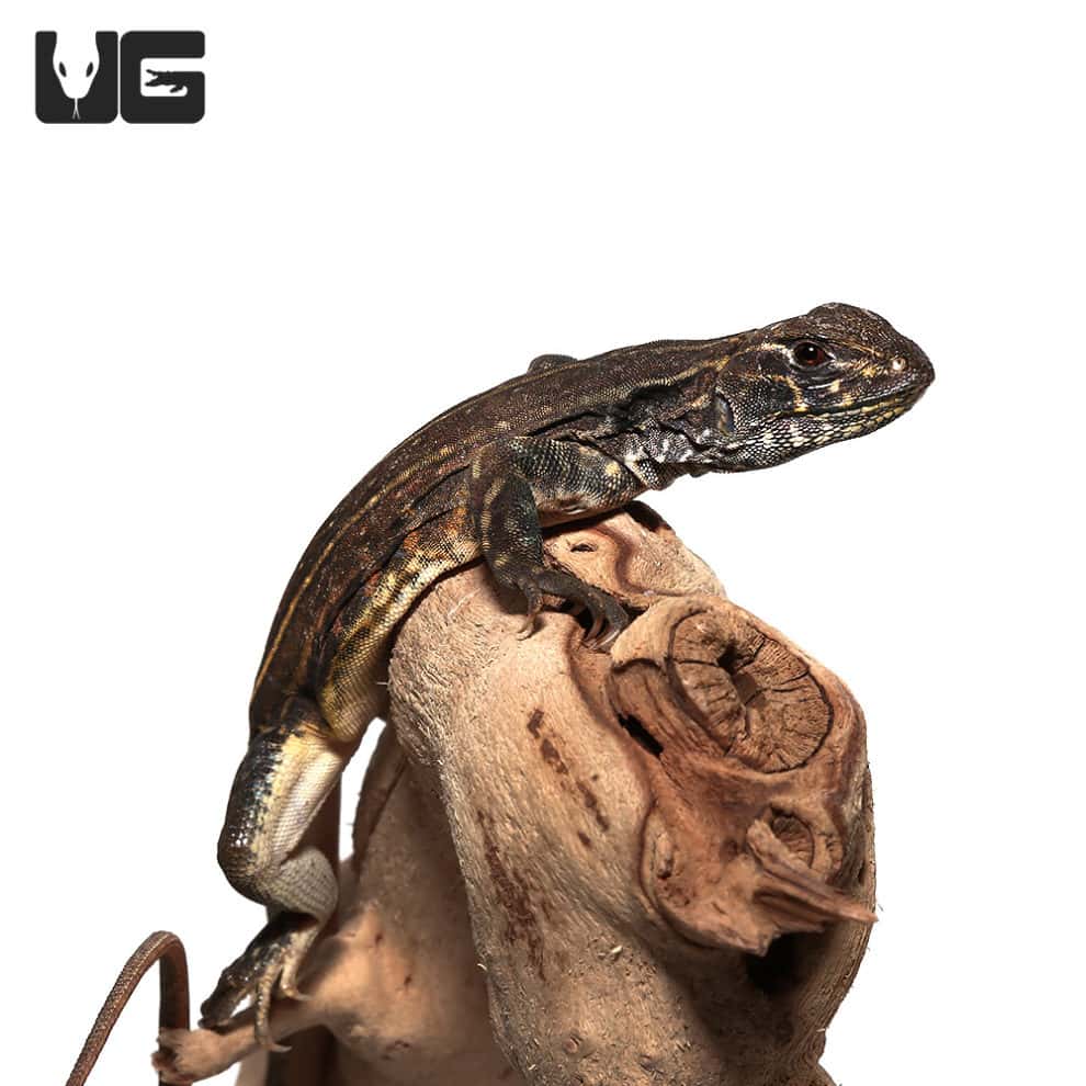 Baby Butterfly Agama (Leiolepis guttata) For Sale - Underground Reptiles