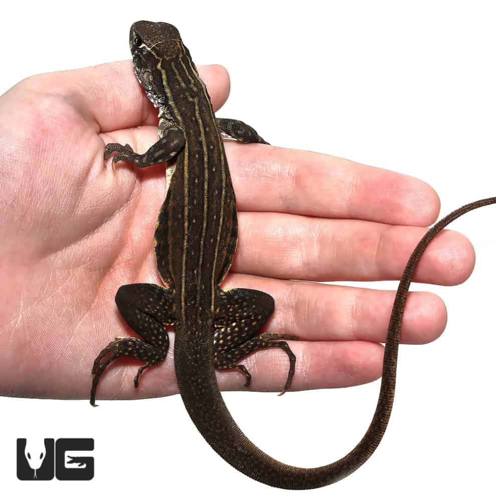 Baby Butterfly Agama (Leiolepis guttata) For Sale - Underground Reptiles