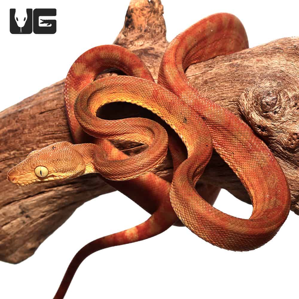 Baby Colored Amazon Tree Boas (Corallus hortulanus) For Sale ...