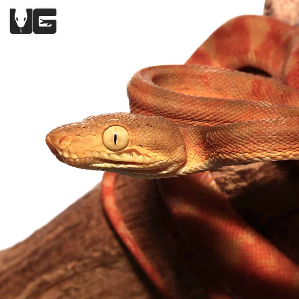 Baby Colored Amazon Tree Boas (Corallus hortulanus) For Sale ...