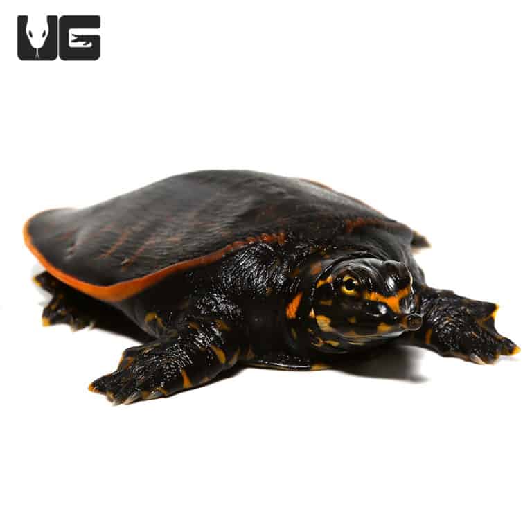Baby Florida Softshell Turtles For Sale - Underground Reptiles