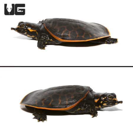 Baby Florida Softshell Turtles For Sale - Underground Reptiles