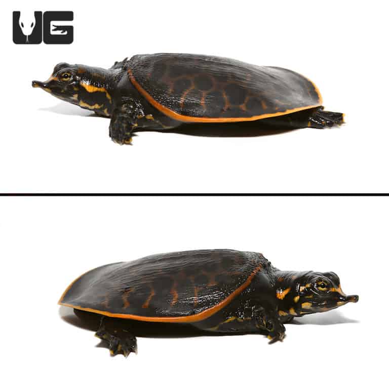 Baby Florida Softshell Turtles For Sale - Underground Reptiles