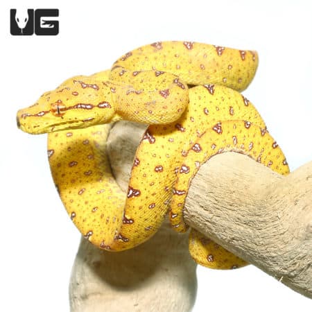 Baby Biak Green Tree Pythons For Sale - Underground Reptiles