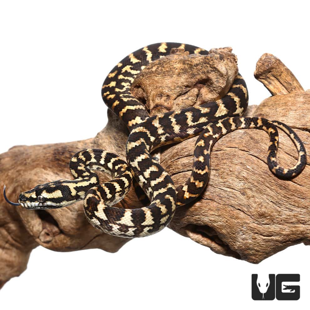Baby Jungle Carpet Pythons For Sale - Underground Reptiles