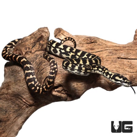 Baby Irian Jaya x Coastal Carpet Python (Morelia spilota variegata x ...