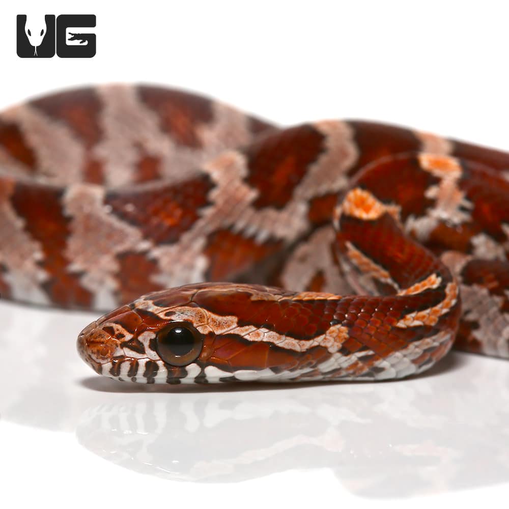 Corn Snakes In New York