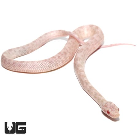 Baby Peppermint Cornsnake (Pantherophis guttatus) For Sale ...