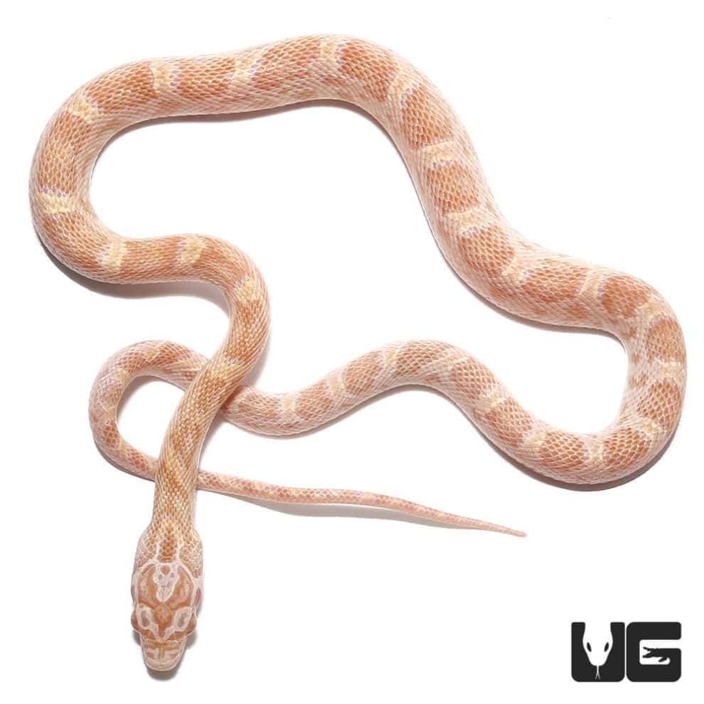 Baby Saffron Cornsnakes (Pantherophis guttatus) For Sale - Underground ...