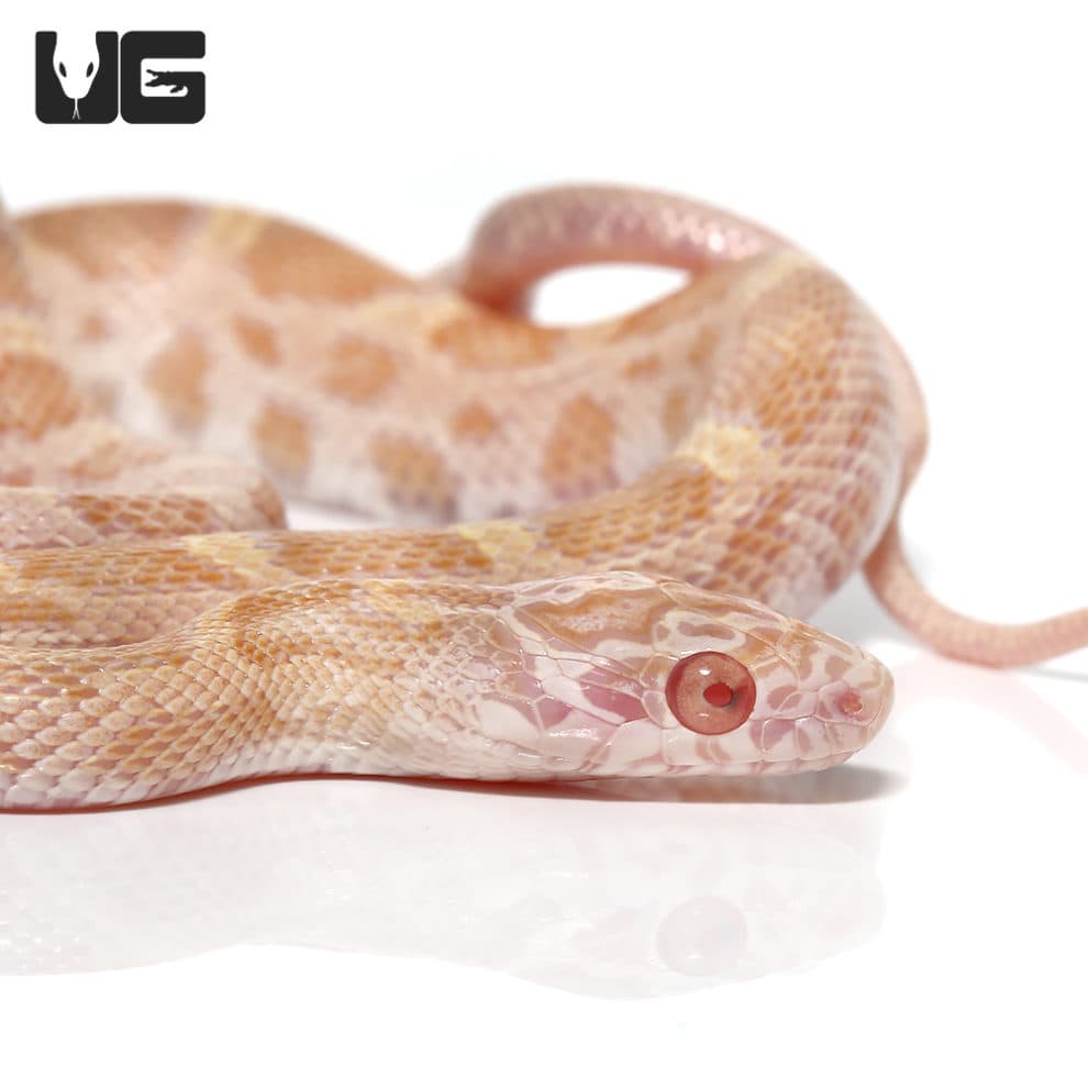 Baby Saffron Cornsnakes (Pantherophis guttatus) For Sale - Underground ...