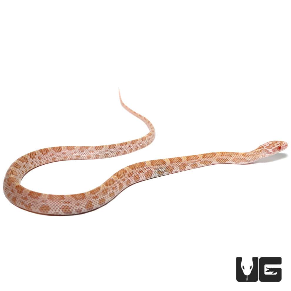 Baby Saffron Cornsnakes (Pantherophis guttatus) For Sale - Underground ...