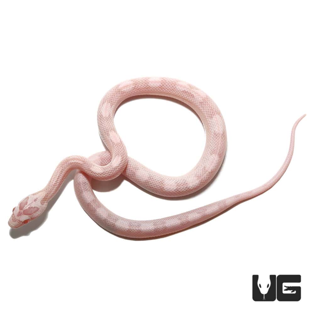 Baby Salmon Snow Cornsnakes (Pantherophis guttatus) For Sale ...