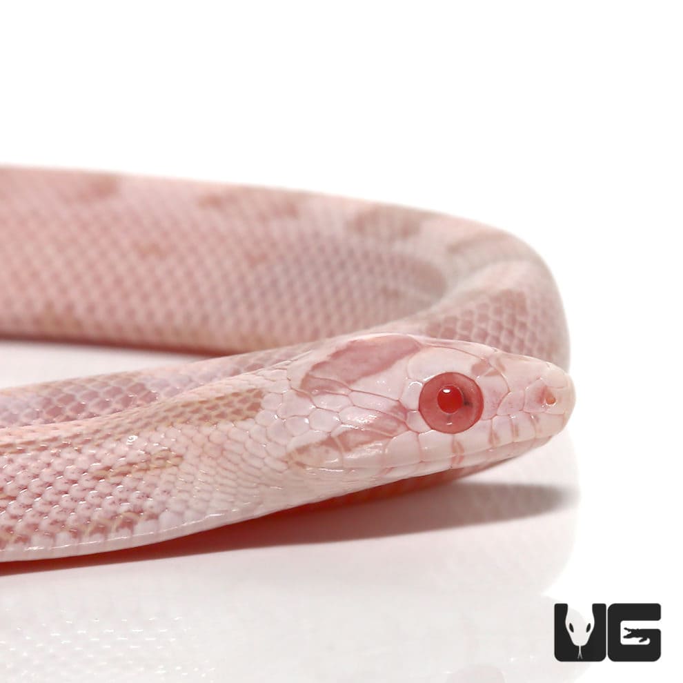 Baby Salmon Snow Cornsnakes (Pantherophis guttatus) For Sale ...