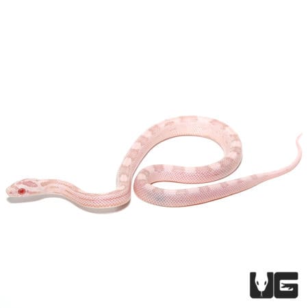 Baby Salmon Snow Cornsnakes (Pantherophis guttatus) For Sale ...