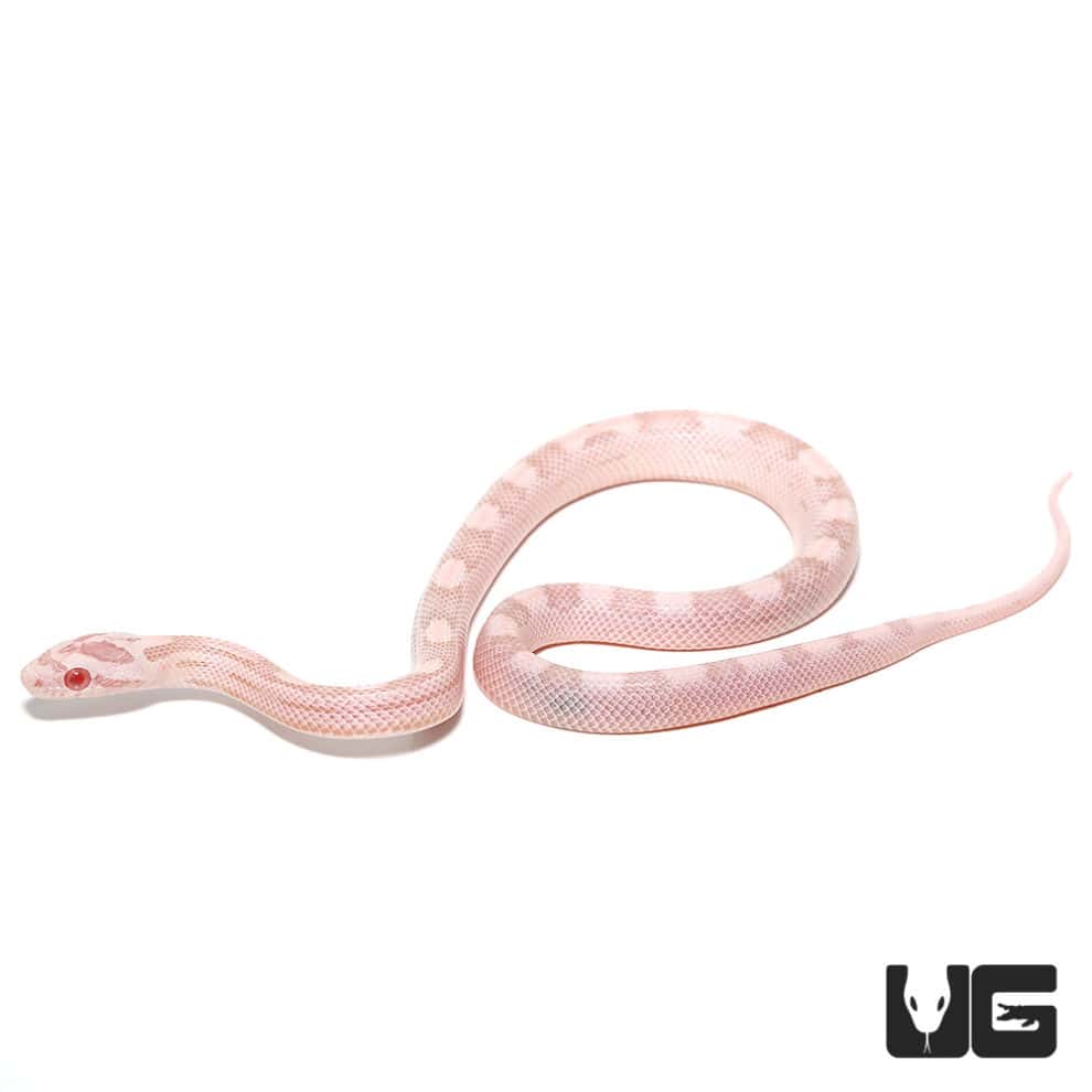 Baby Salmon Snow Cornsnakes (Pantherophis guttatus) For Sale ...