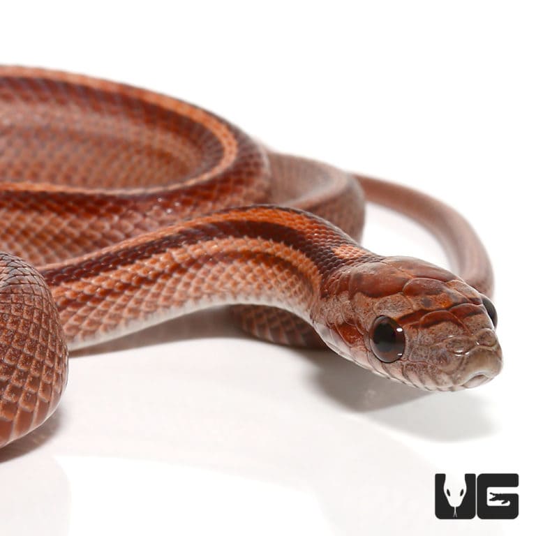 Baby Striped Blood Red Cornsnake (Pantherophis guttatus) For Sale ...
