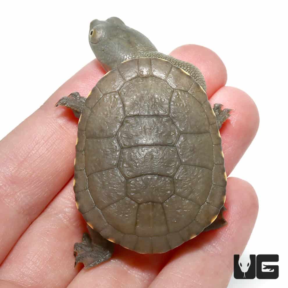 Baby Timor Snake Neck Turtles (Chelodina timorensis) For Sale ...