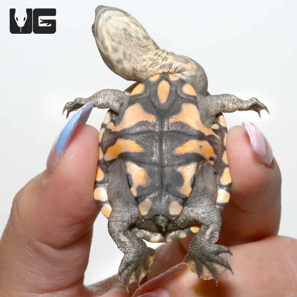Baby Timor Snake Neck Turtles (Chelodina timorensis) For Sale ...