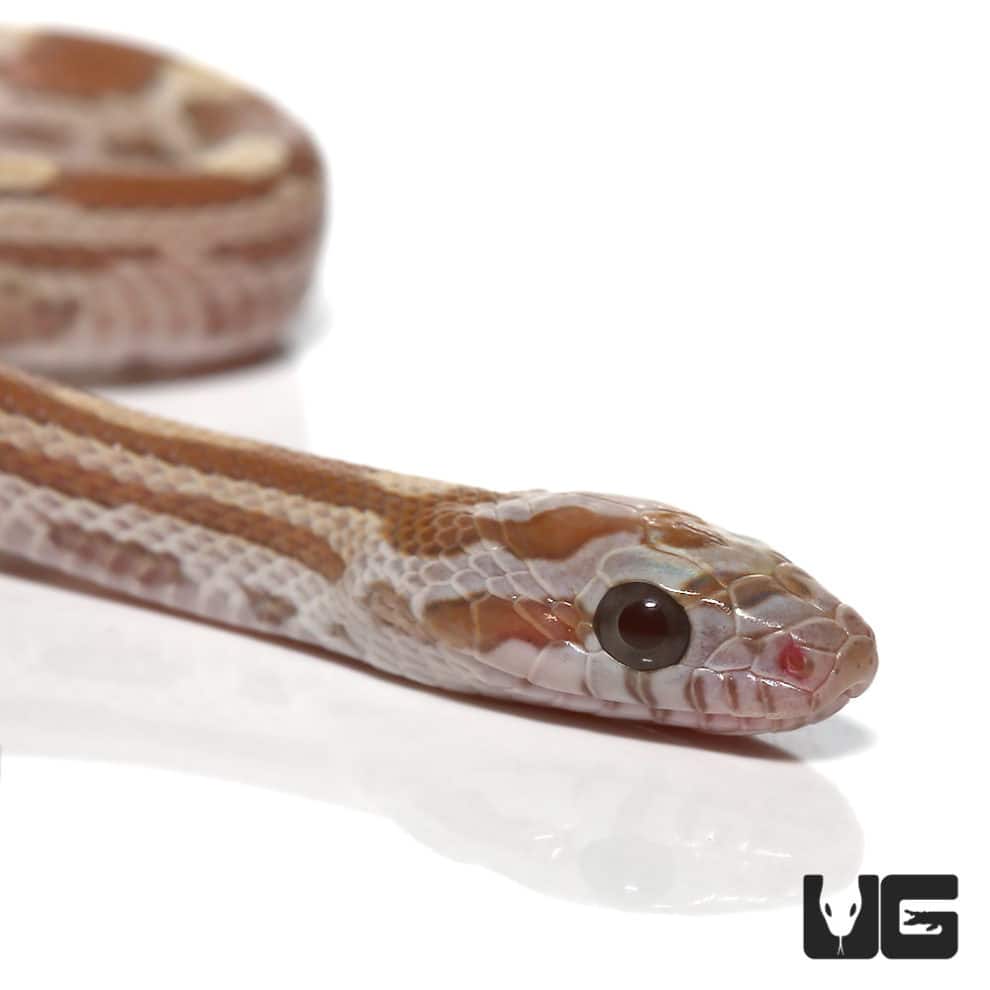 Baby Topaz Cornsnakes (Pantherophis guttatus) For Sale - Underground ...