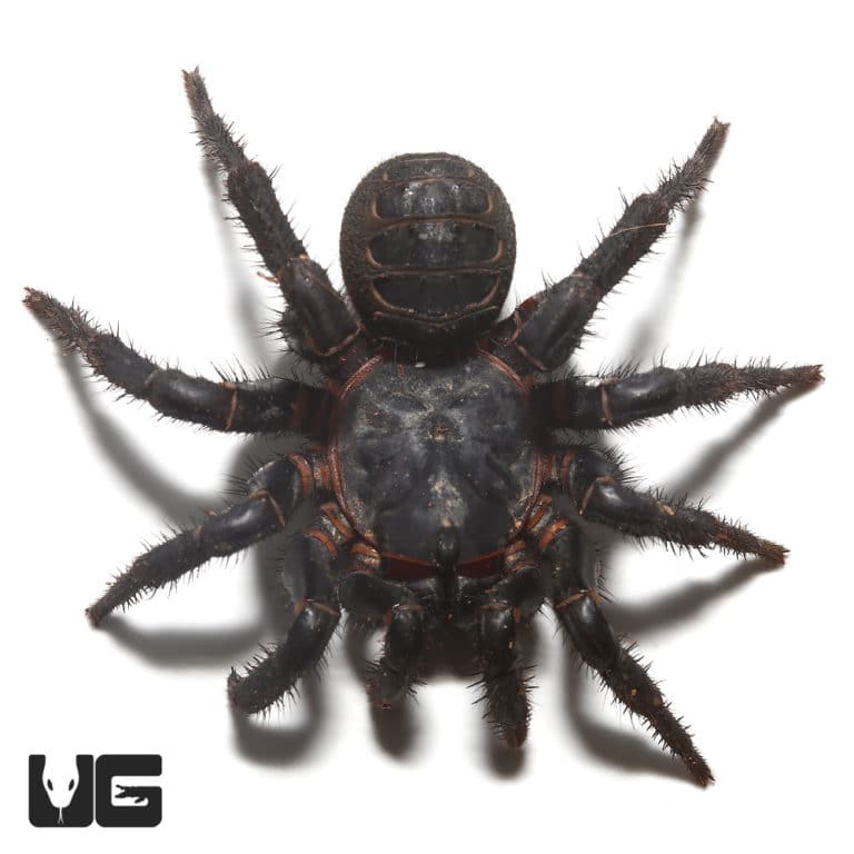Black Armored Trapdoor Spider (Liphistius Sp. Jarujien) For Sale ...