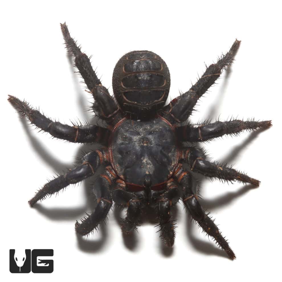 Black Armored Trapdoor Spider (Liphistius Sp. Jarujien) For Sale ...