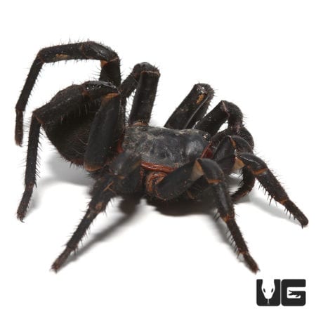 Black Armored Trapdoor Spider (Liphistius Sp. Jarujien) For Sale ...