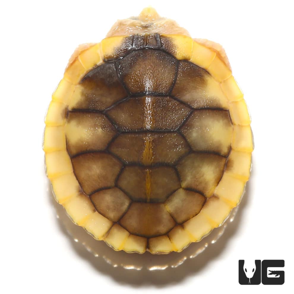 Baby Caramel Pink Red Ear Slider Turtle for Sale - Underground Reptiles