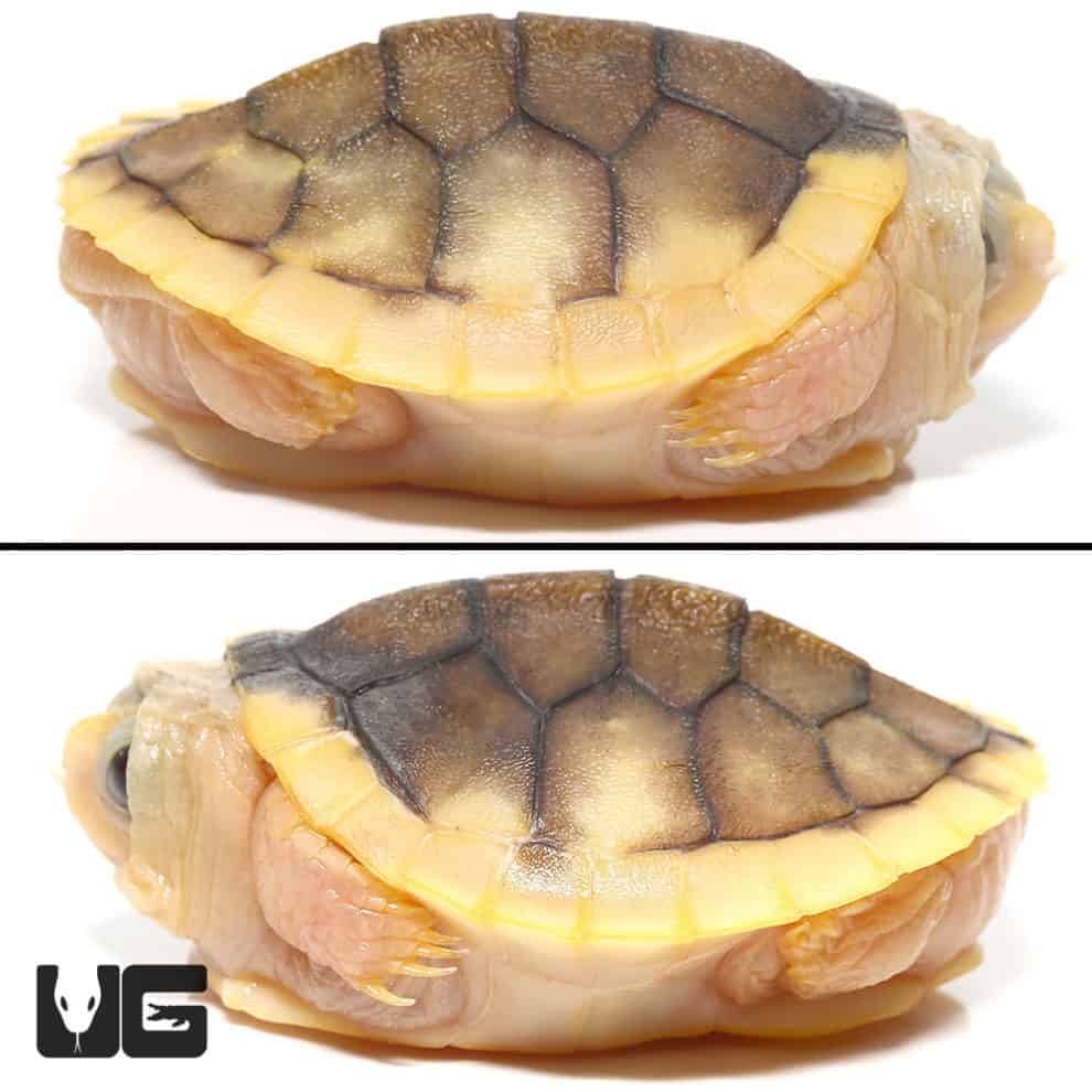 Baby Caramel Pink Red Ear Slider Turtle for Sale - Underground Reptiles