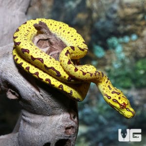 Green Tree Pythons For Sale - Underground Reptiles
