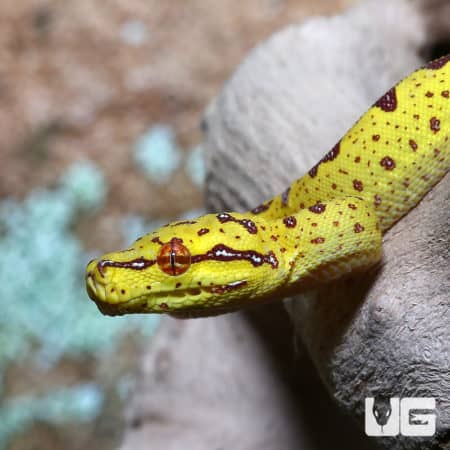 Baby Biak Green Tree Pythons (Morelia viridis) For Sale - Underground ...